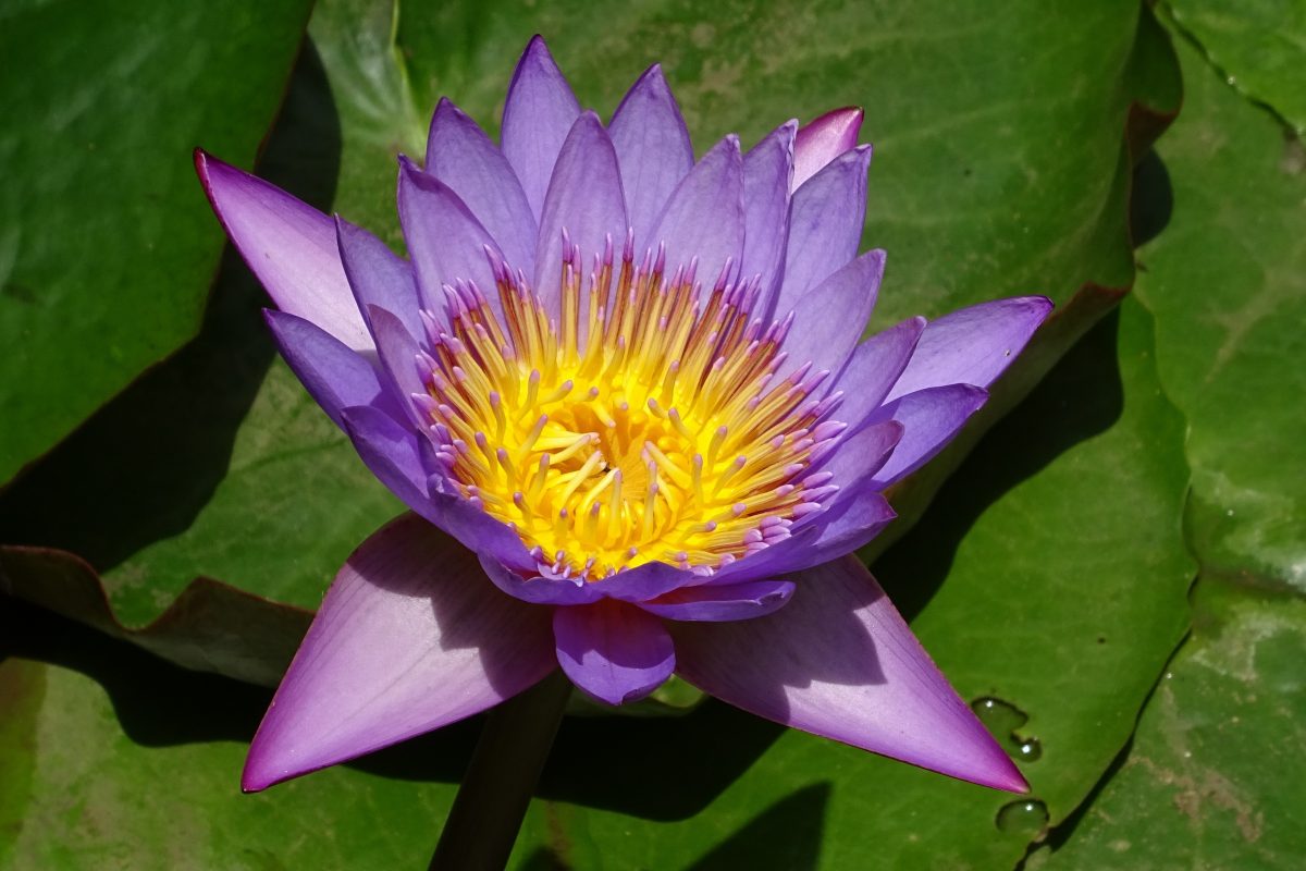 Nymphaea Stellata - Ninfee Barbagli